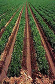Agriculture key to Grand Bahama growth | The Bahamas Investor